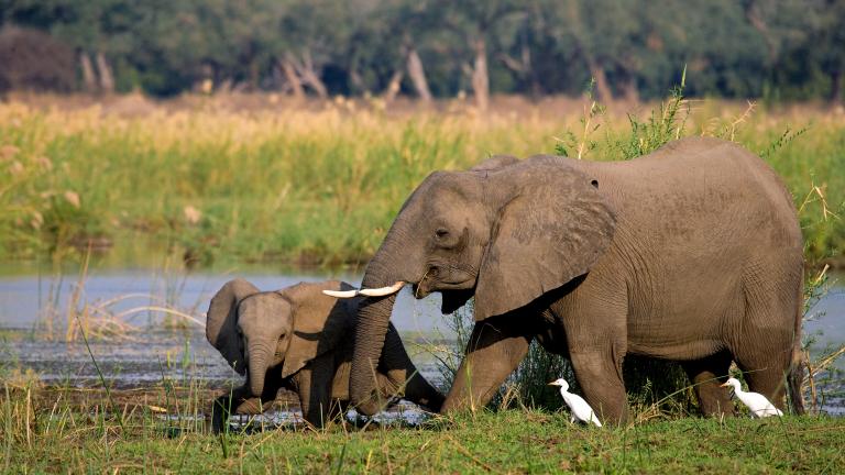 Sustainable Solutions Unveiled for Zambezi River Basin | Mirage News