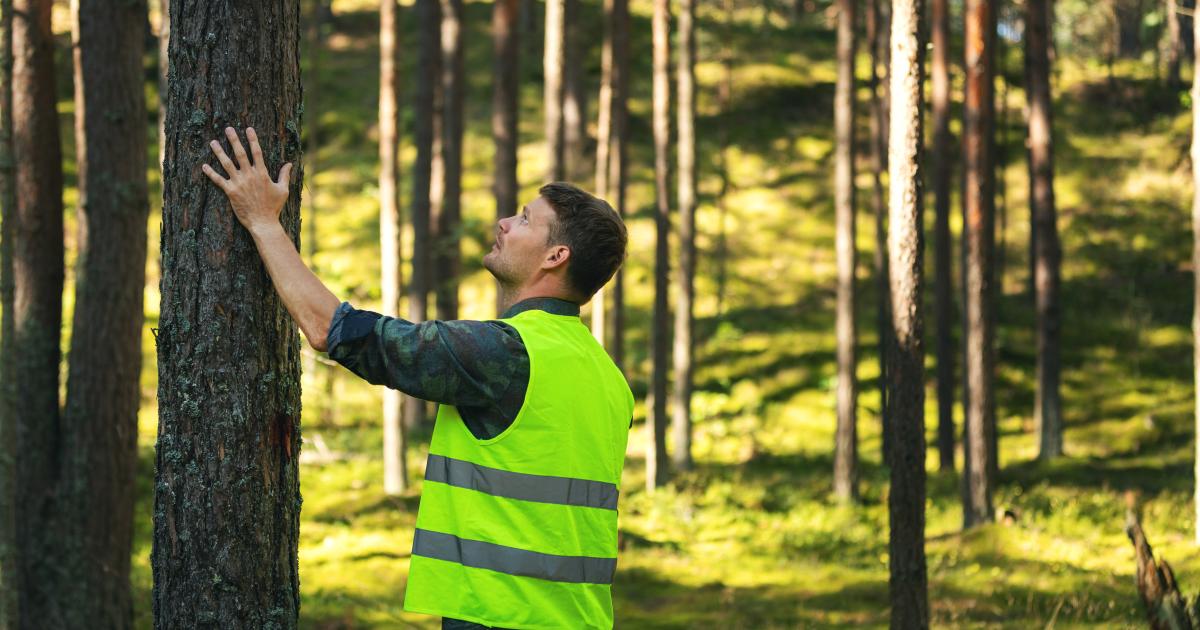 Shaping sustainable forest pathways for 2030 and 2050 | IIASA